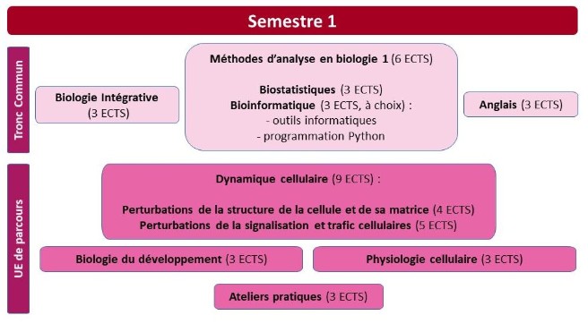 Master Biologie Intégrative et Physiologie - Parcours : Physiologie Animale et Pathologies ...